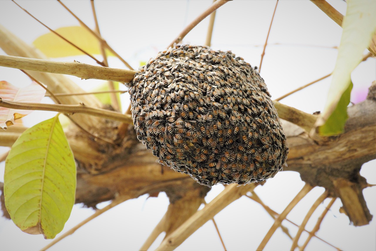 Tips voor het veilig omgaan met een bijennest in de tuin — De leukste ...