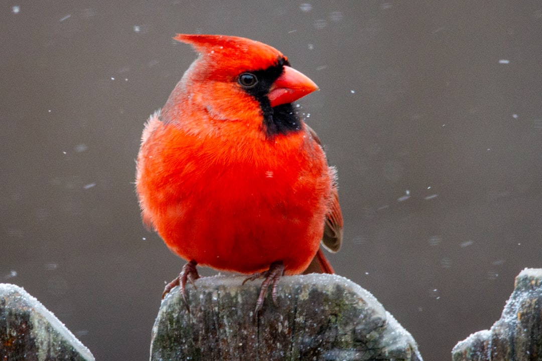 Prachtige en volle struiken door Red Robin snoeien — De leukste ...